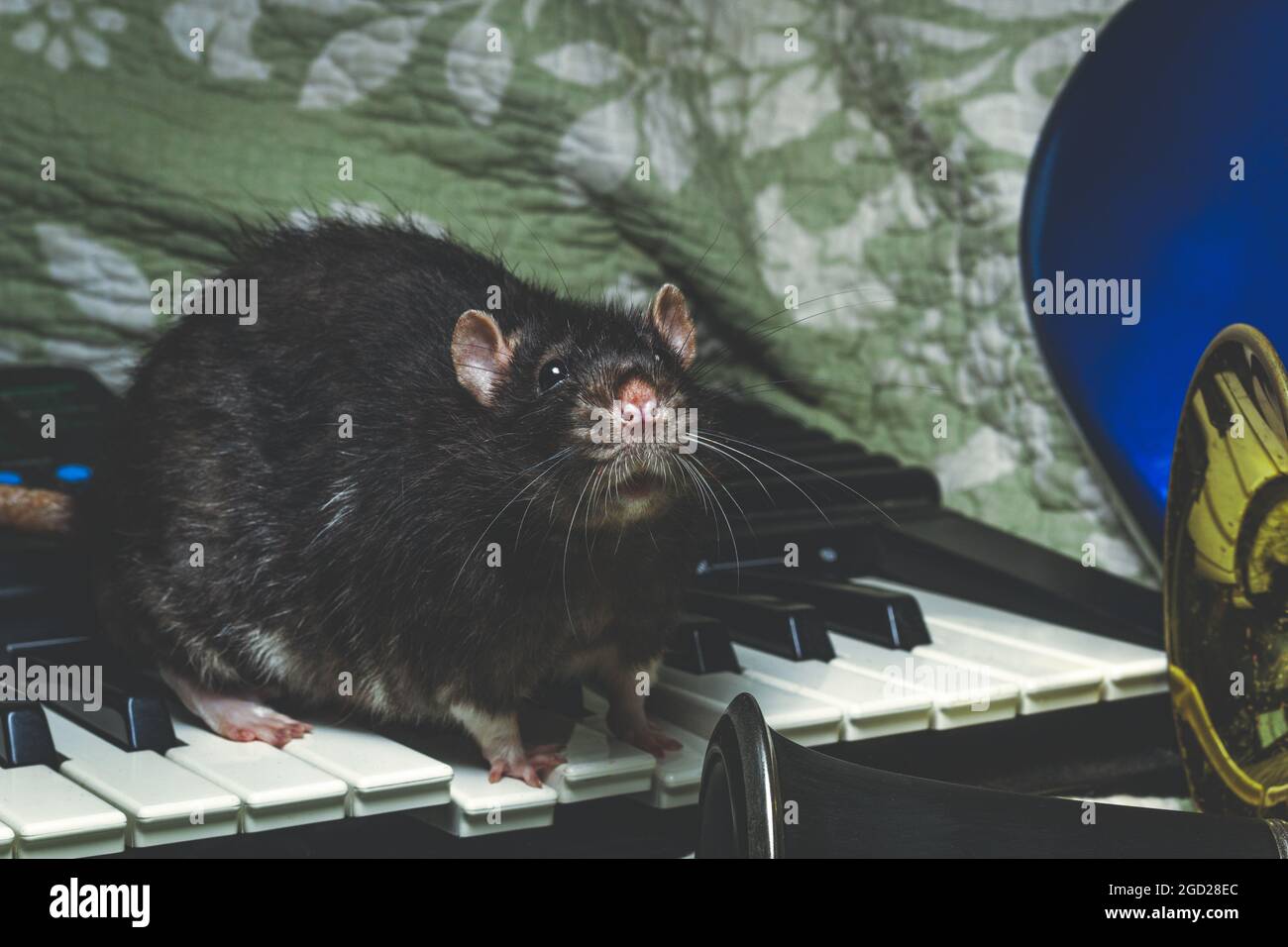 Fancy pet rats playing on classical musical instruments Stock Photo - Alamy