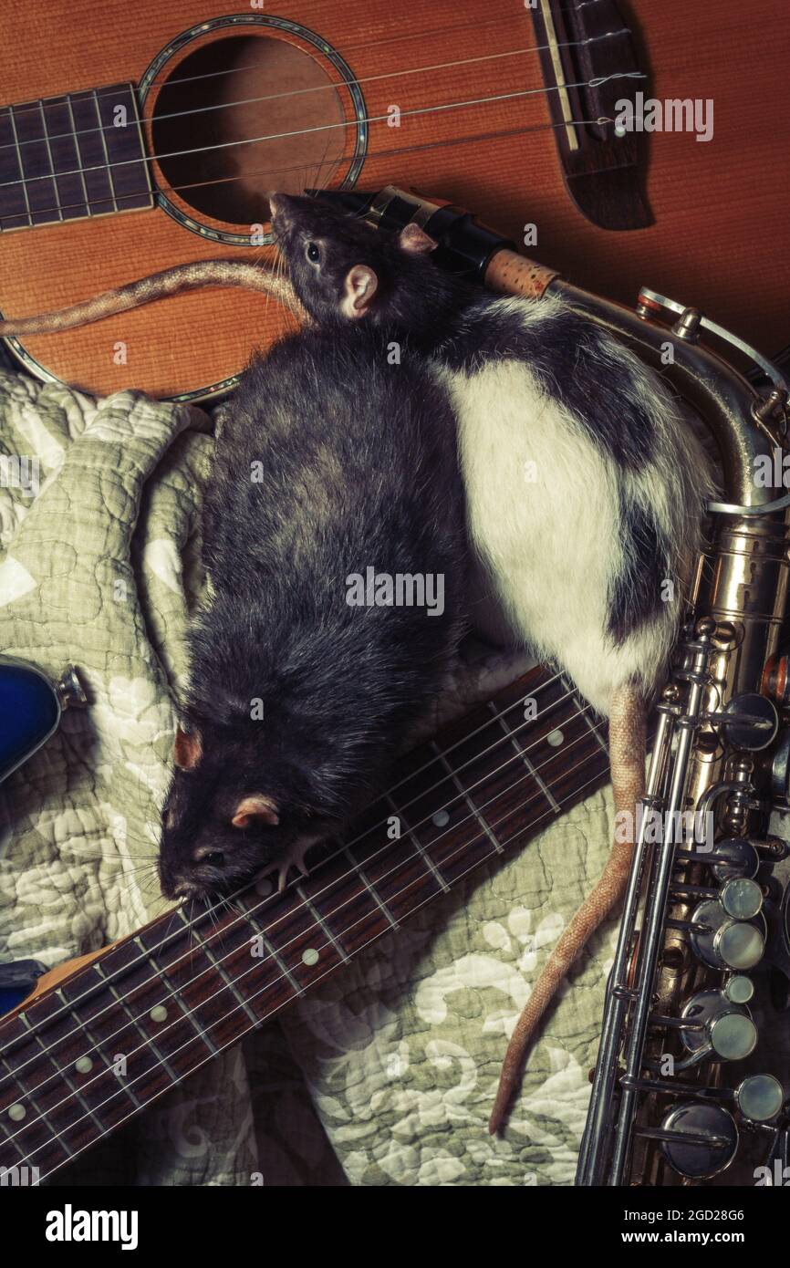 Fancy pet rats playing on classical musical instruments Stock Photo - Alamy