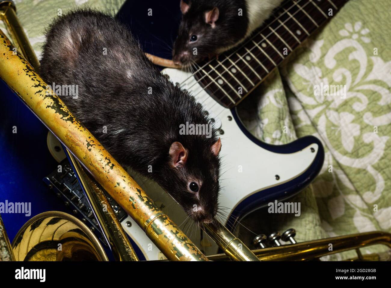 Fancy pet rats playing on classical musical instruments Stock Photo - Alamy