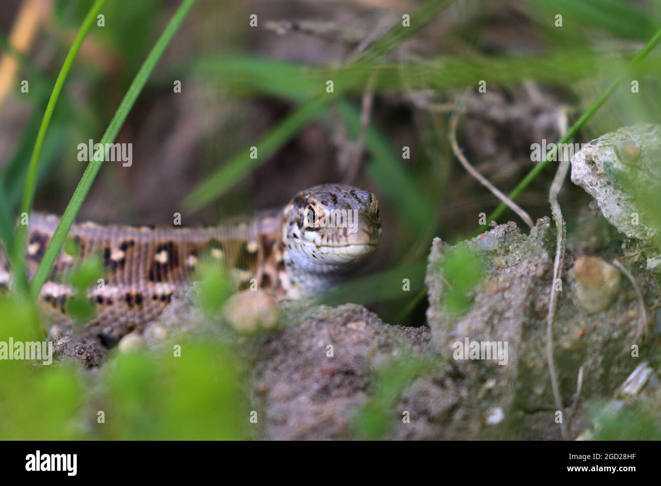 Fierce looking snake hi-res stock photography and images - Alamy