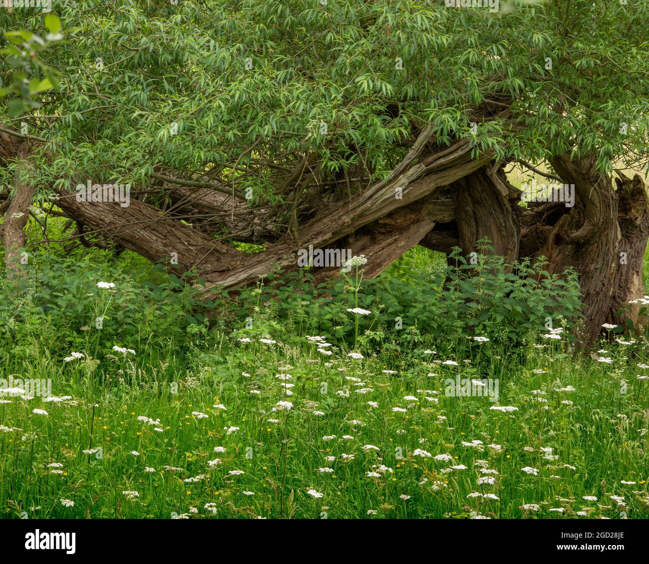 The Broken Willow Stock Photo - Alamy