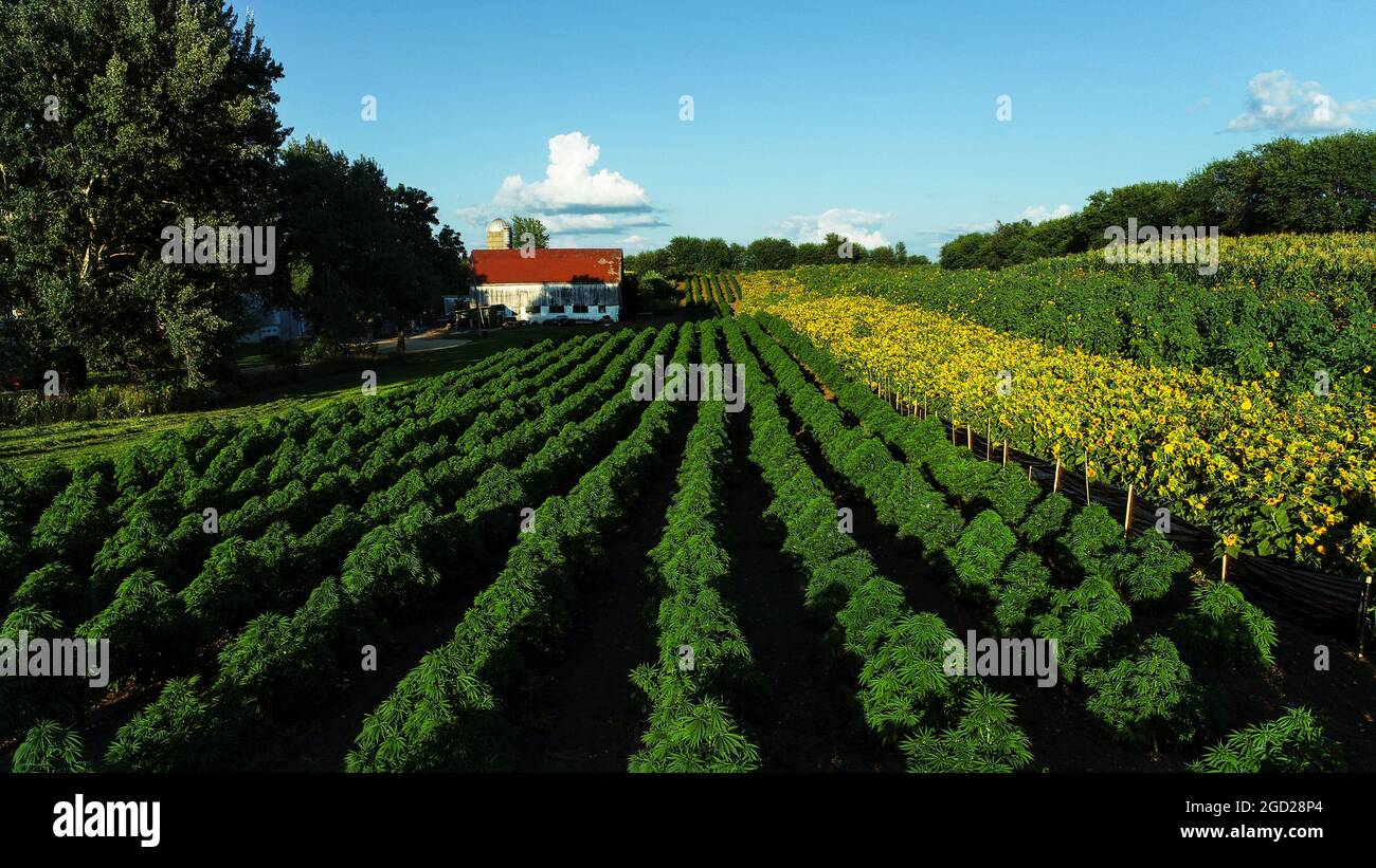 Barn and sunflowers hi-res stock photography and images - Alamy