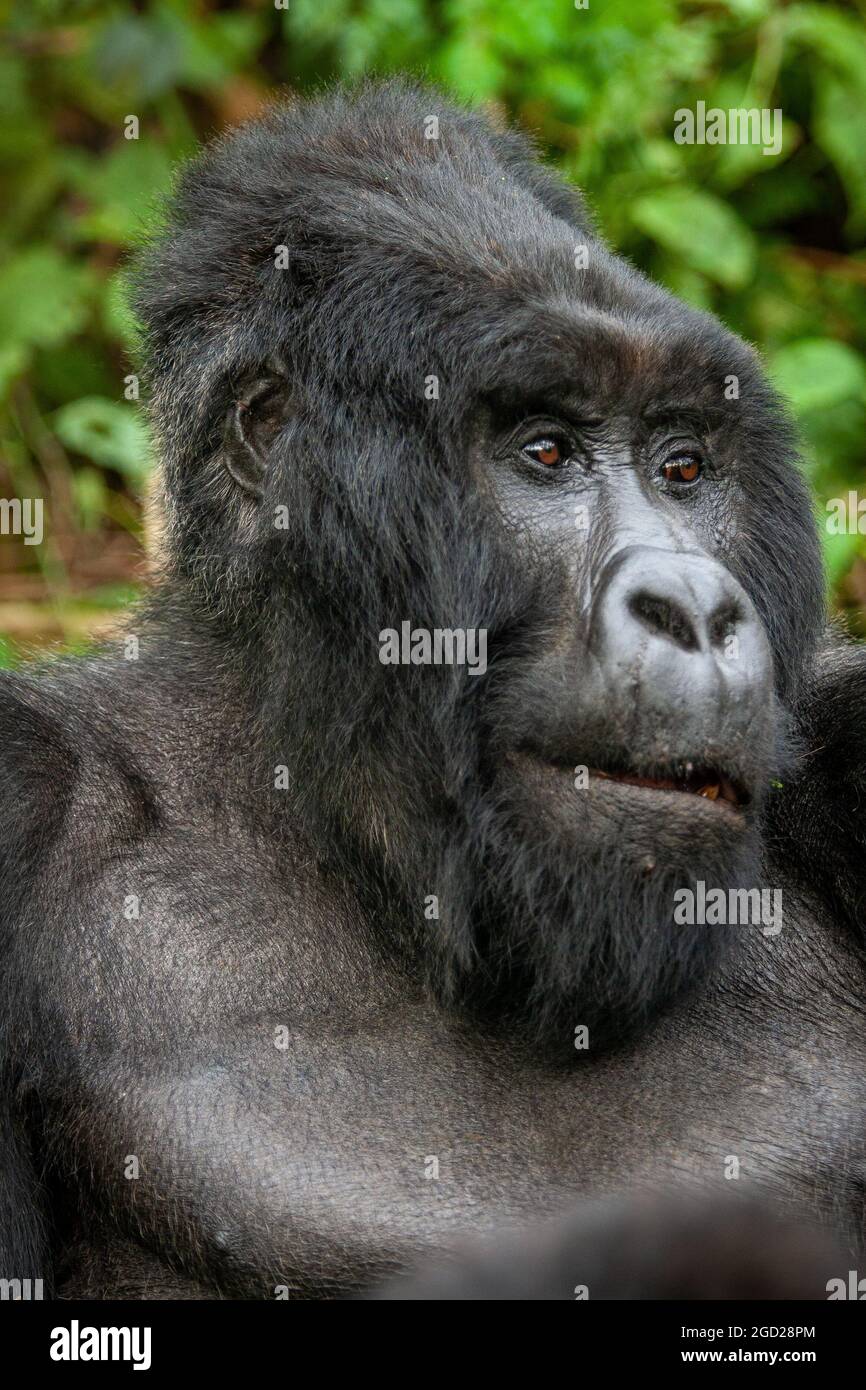 silverback wild mountain gorilla Virunga park Congo Stock Photo - Alamy