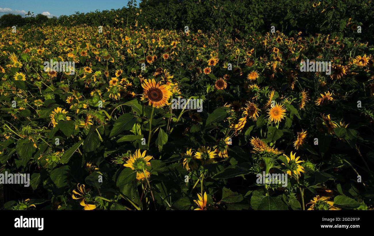 Aerial view of rows of blooming yellow sunflowers at sunset at Highway ...