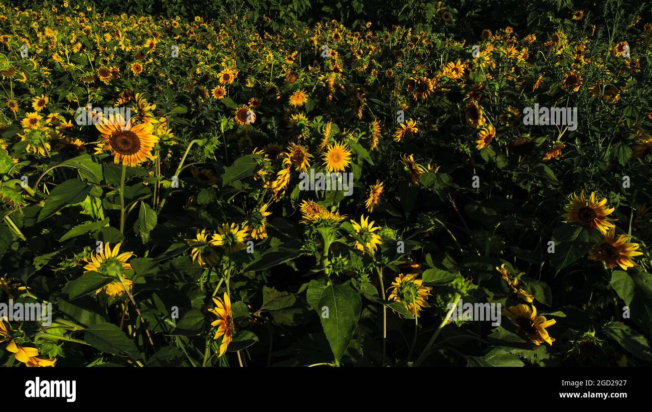 Aerial view sunflowers field sunset hi-res stock photography and images ...