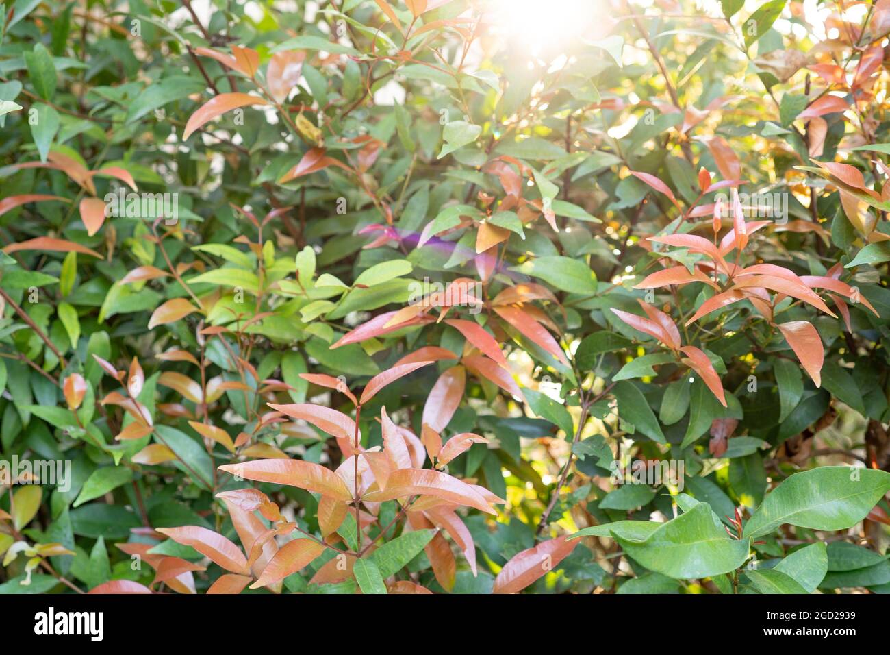 Closeup shot of a Syzygium australe tree Stock Photo - Alamy