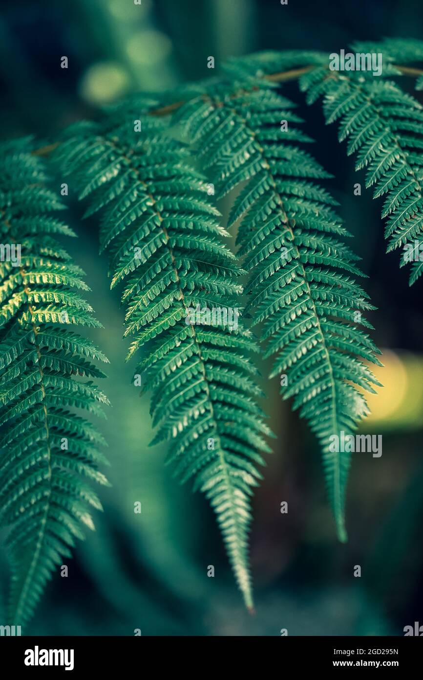 Tropical green plants in natural conditions Stock Photo - Alamy