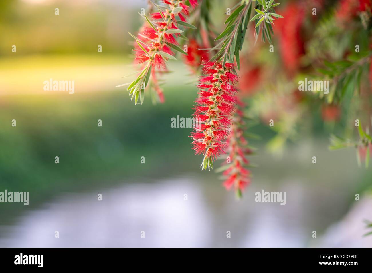 Closeup of Callistemon. Selected focus. Also known as Bottlebrushes ...