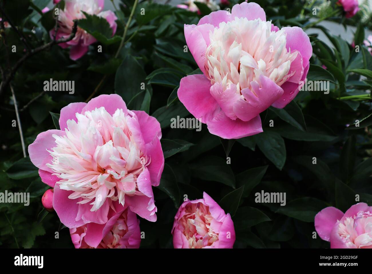 Beautiful delicate peonies blossom background for banner concept ...
