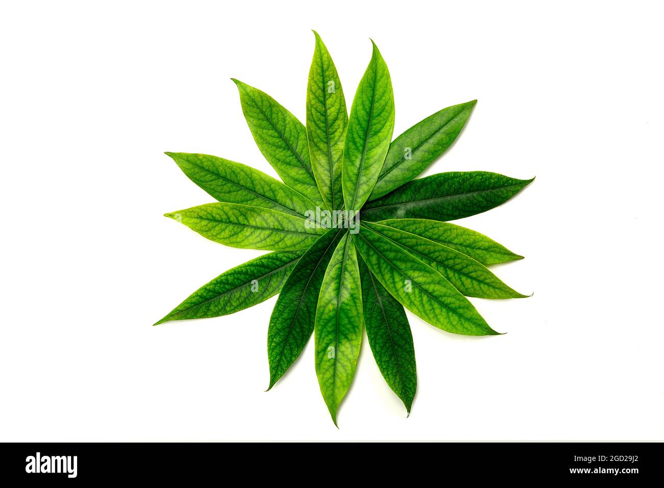 Circular garden arrangement hi-res stock photography and images - Alamy