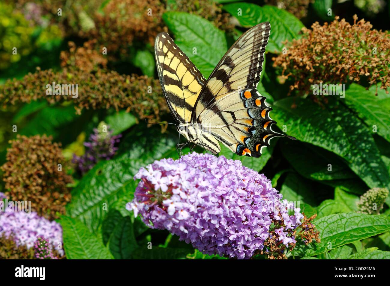 Eastern Tiger Swallowtail butterfly, wildlife, insect, Papilio glaucus ...