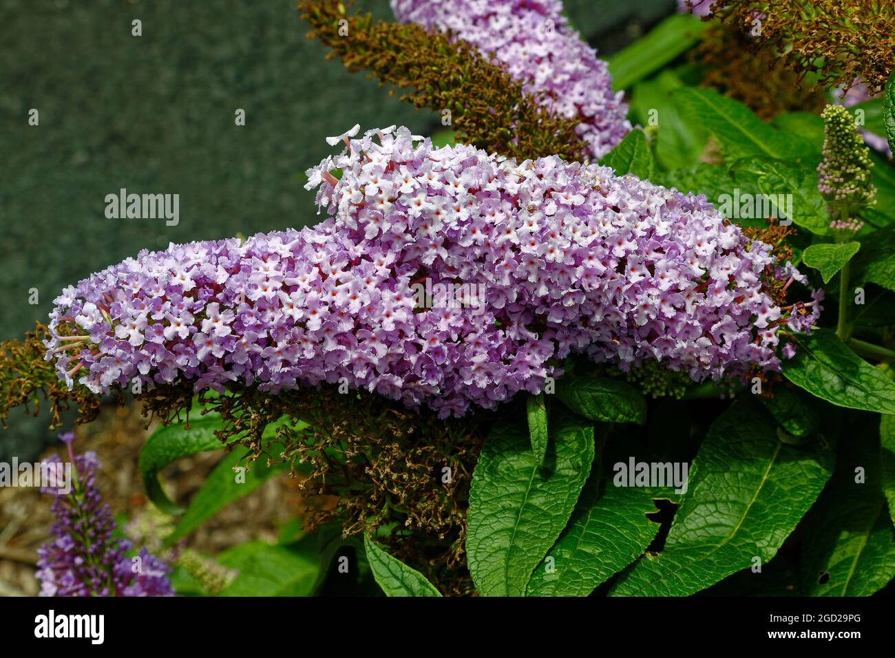 Dwarf lilac hi-res stock photography and images - Alamy