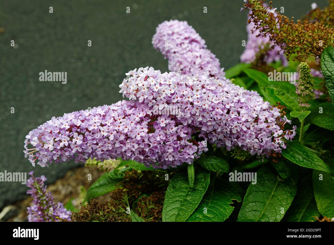 lavender flowers, lilac, Dwarf butterfly bush, Pugster amethyst ...