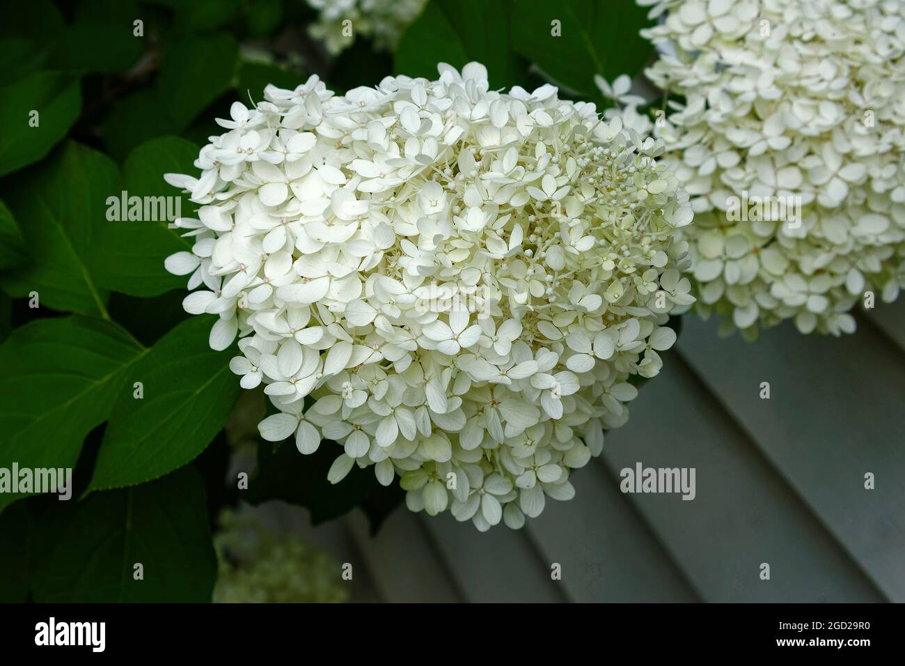 white hydrangea flower, cultivated shrub, nature, close-up, Hydrangea ...