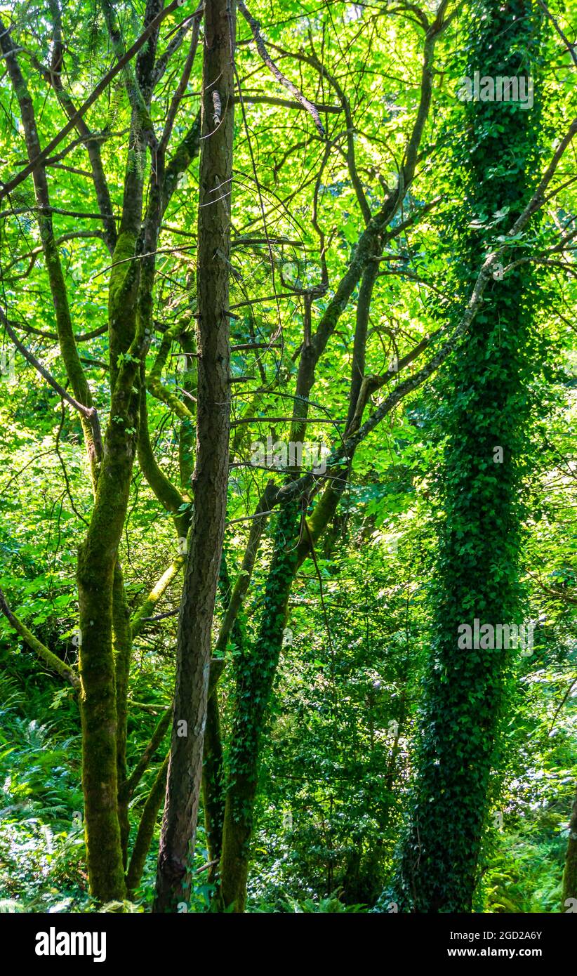 Green leaves surround summer trees in Washington State Stock Photo - Alamy