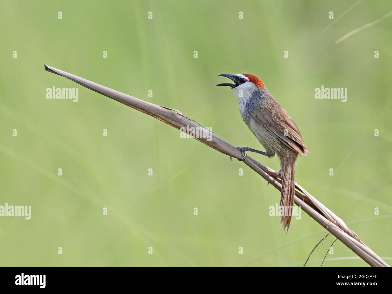 Chestnut-capped babbler. chestnut-capped babbler is a passerine bird of ...