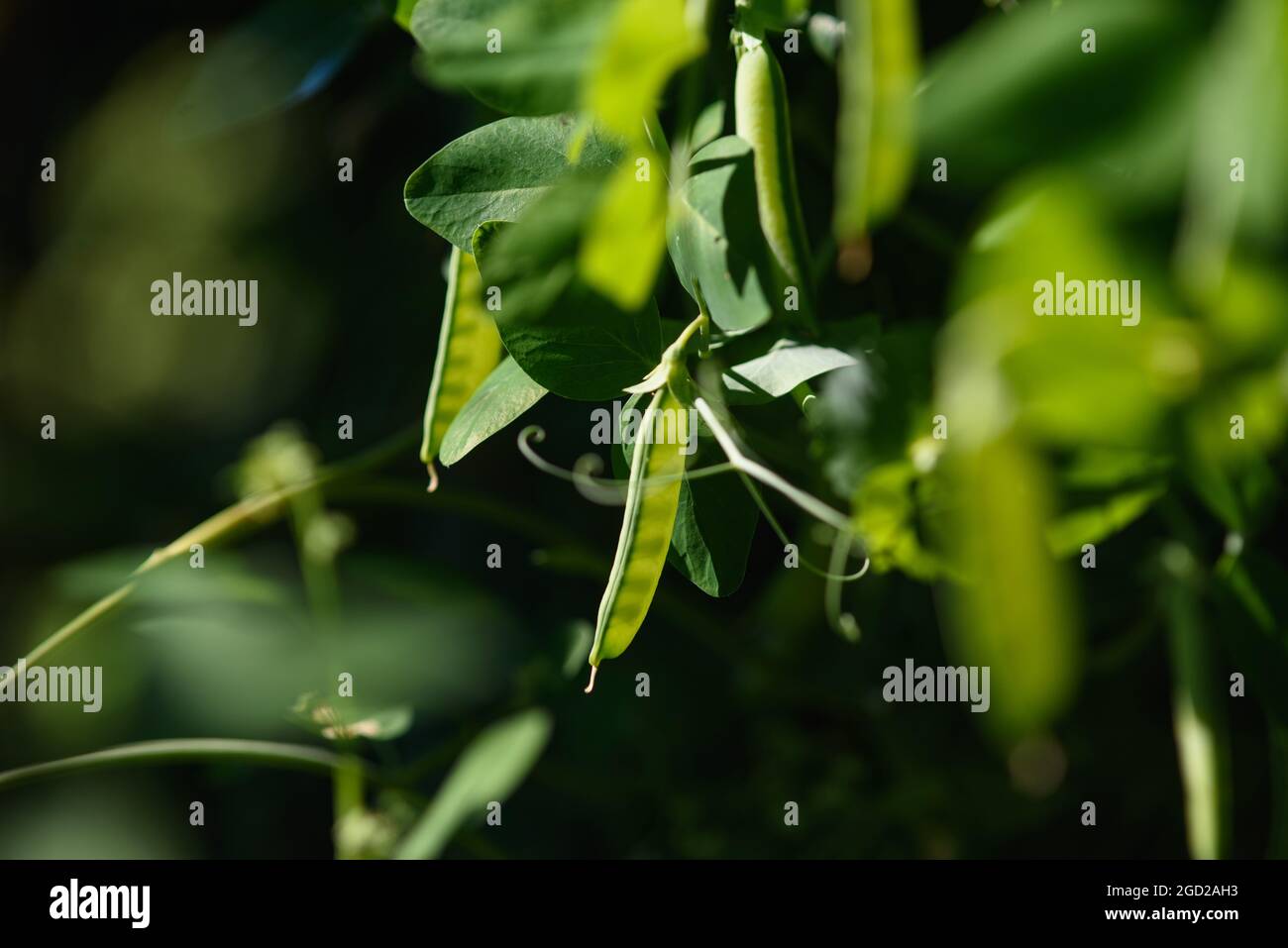 Pods of young green peas on a stalk in the light of the sun Stock Photo ...