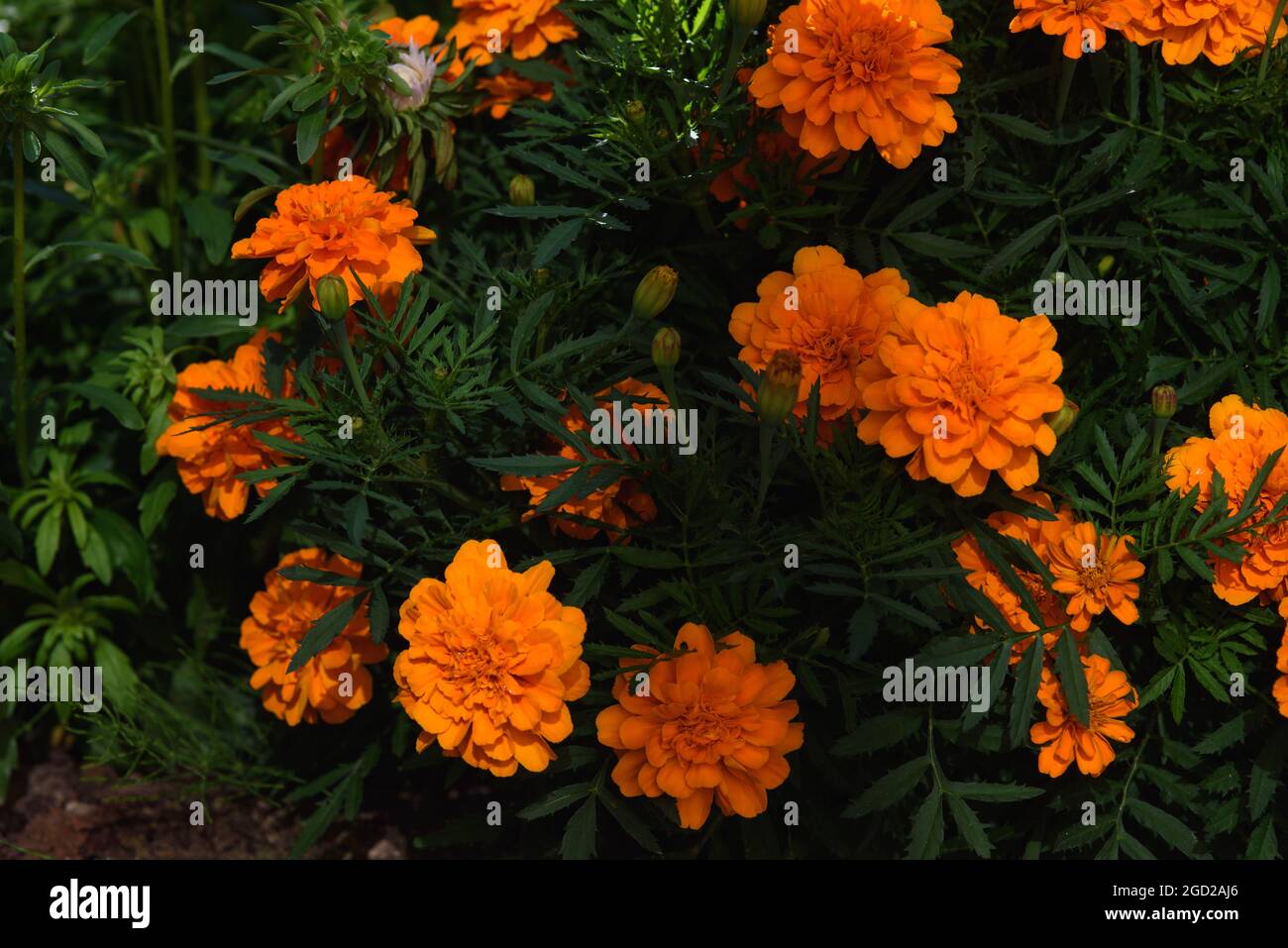 Marigolds close-up on a flower bed in the garden in the light of the ...