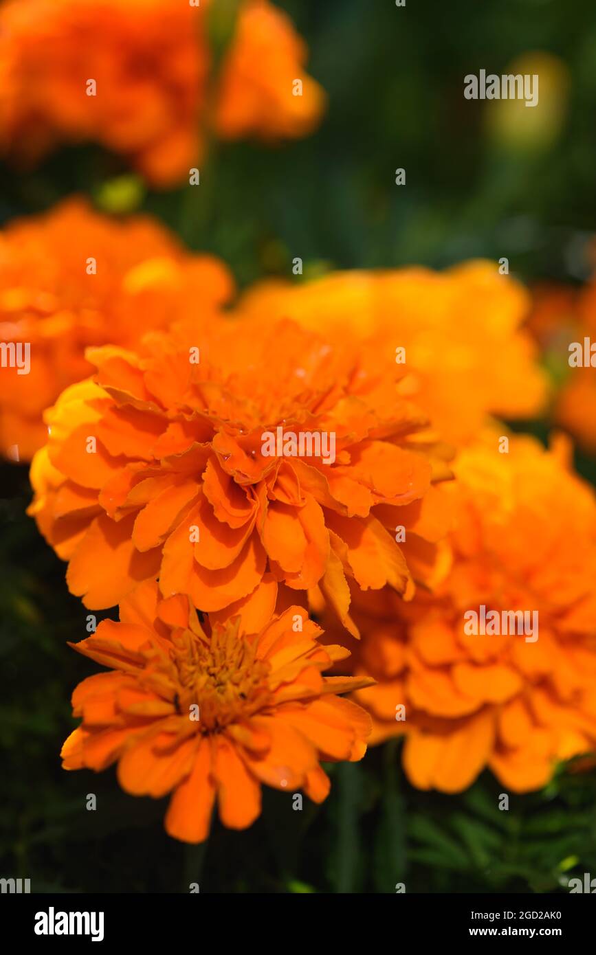 Marigolds close-up on a flower bed in the garden in the light of the ...
