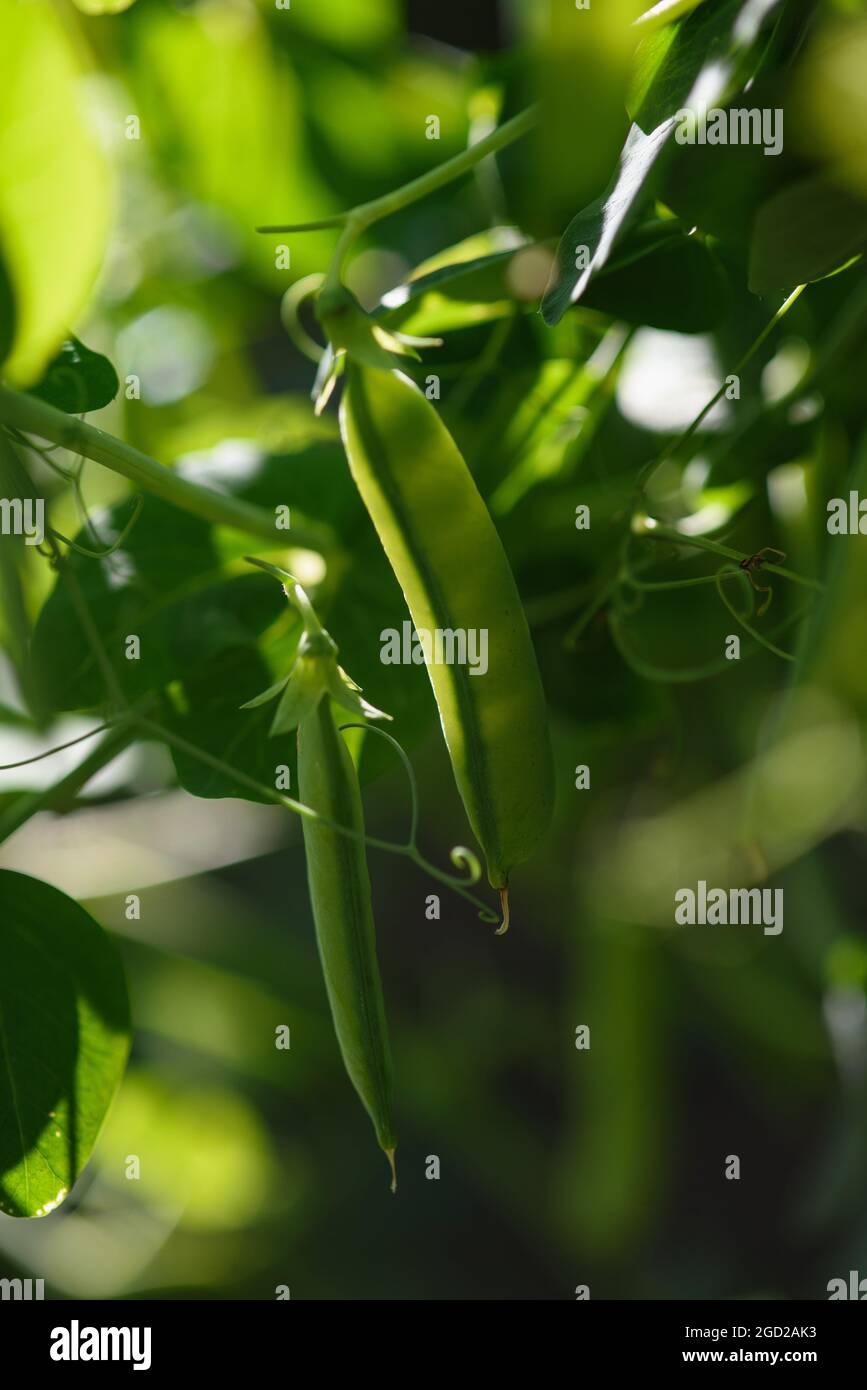 Pods of young green peas on a stalk in the light of the sun Stock Photo ...