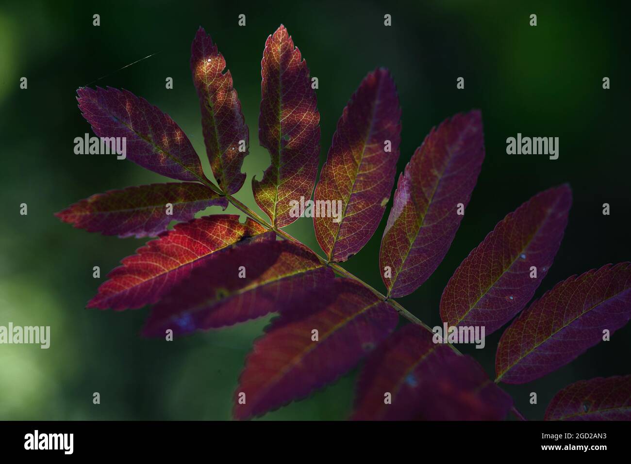 Ash leaf maple tree hi-res stock photography and images - Alamy