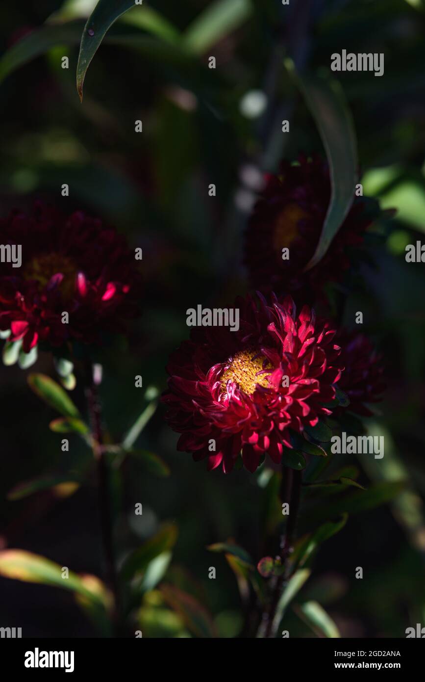 Scarlet asters hi-res stock photography and images - Alamy