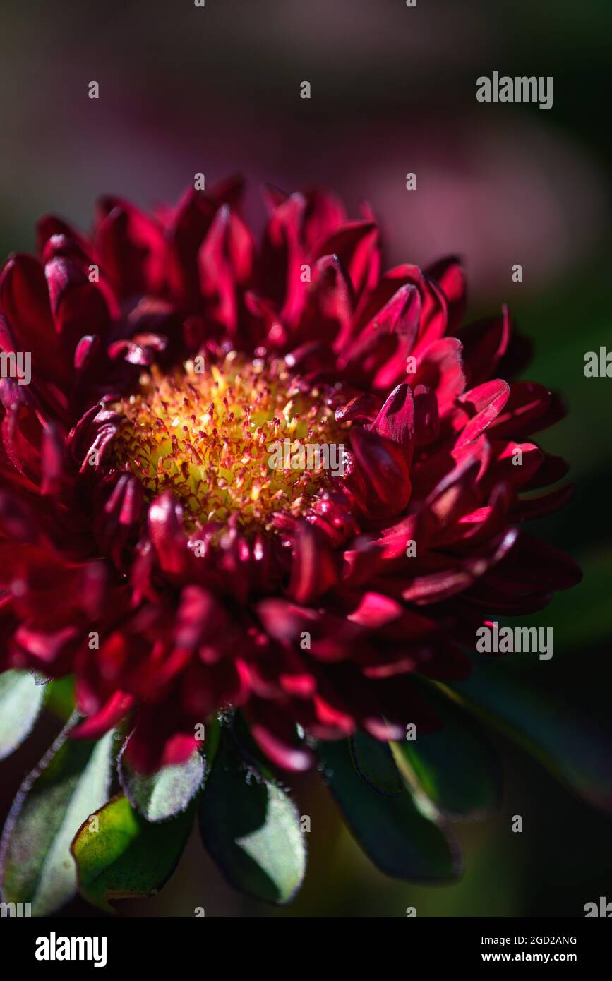 Scarlet asters hi-res stock photography and images - Alamy