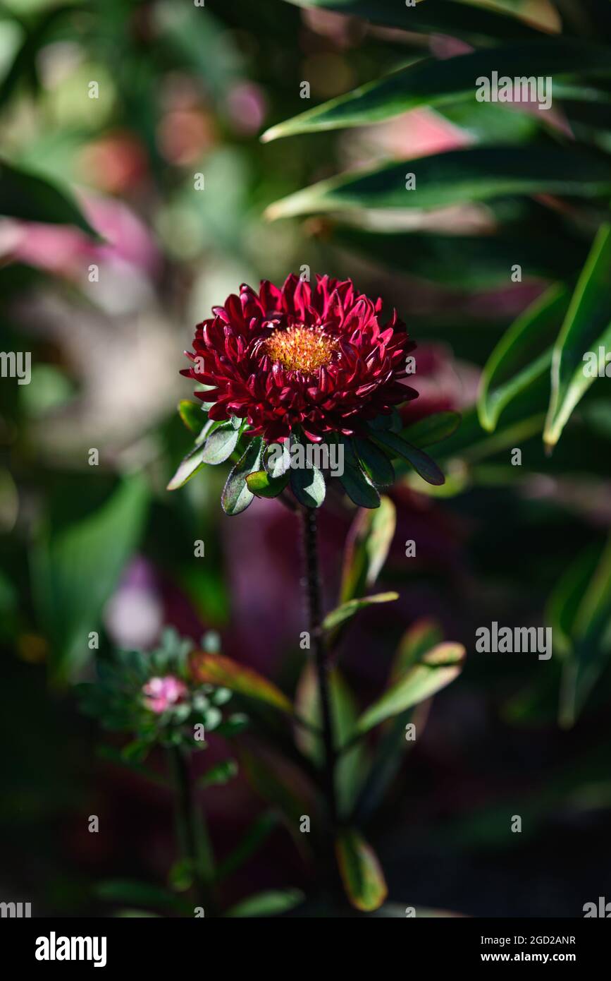 Scarlet asters hi-res stock photography and images - Alamy
