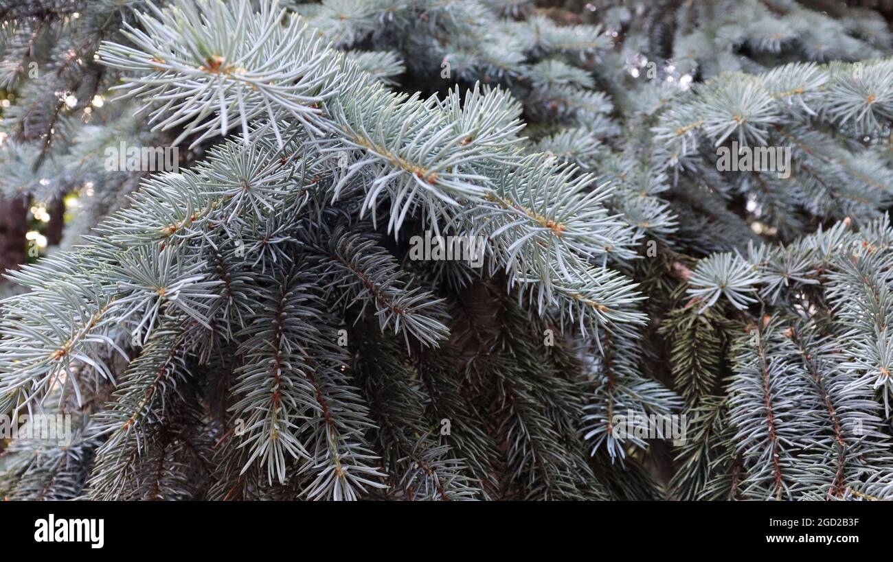 Beautiful winter scene background with green forest. Fir tree backdrop ...