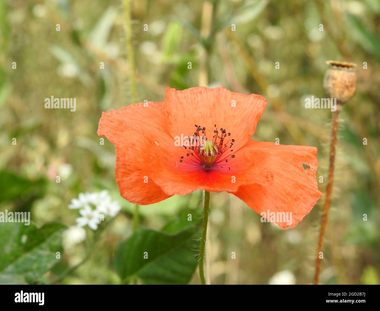 Klaproosje hi-res stock photography and images - Alamy