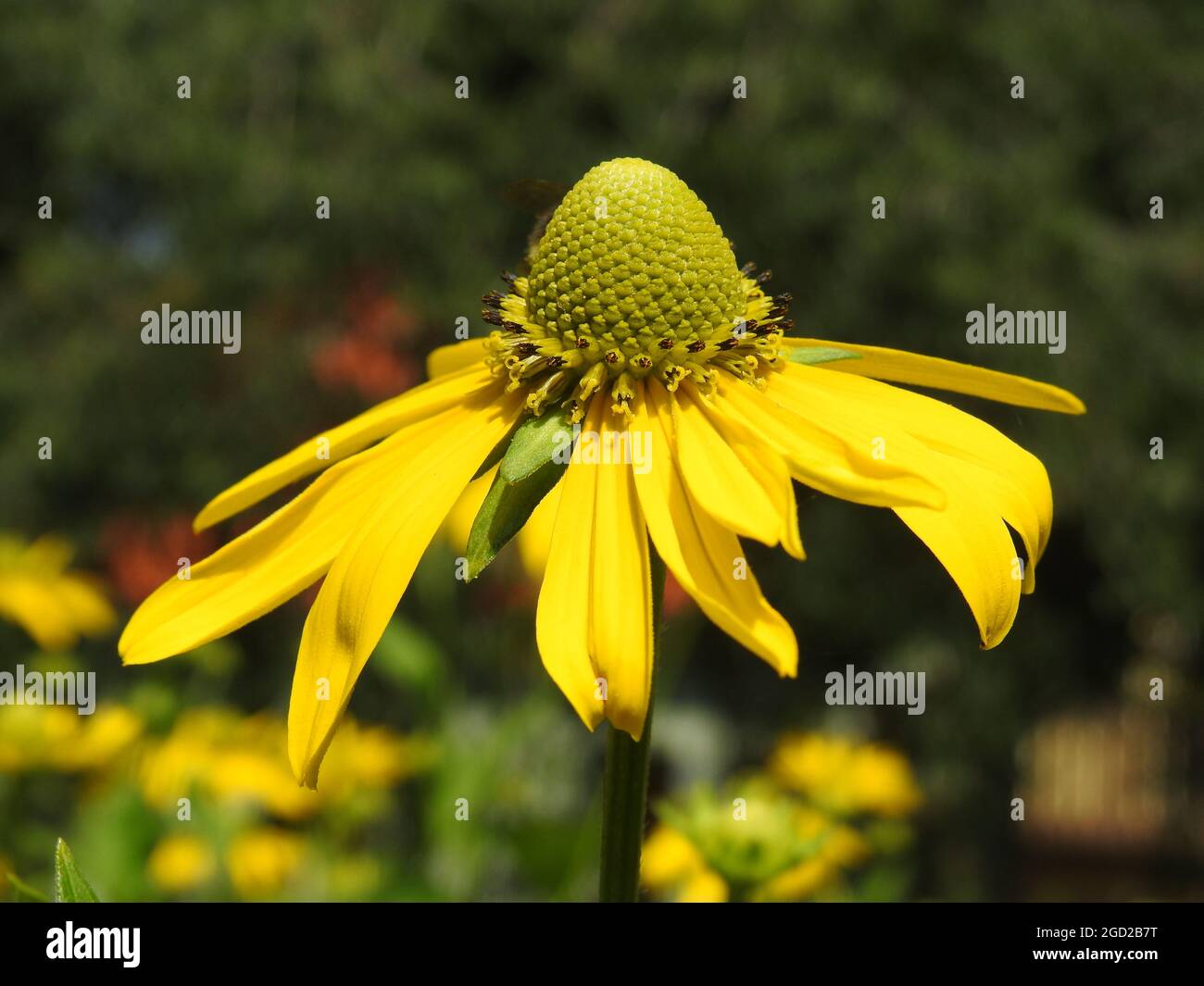 Gele bloem hi-res stock photography and images - Alamy