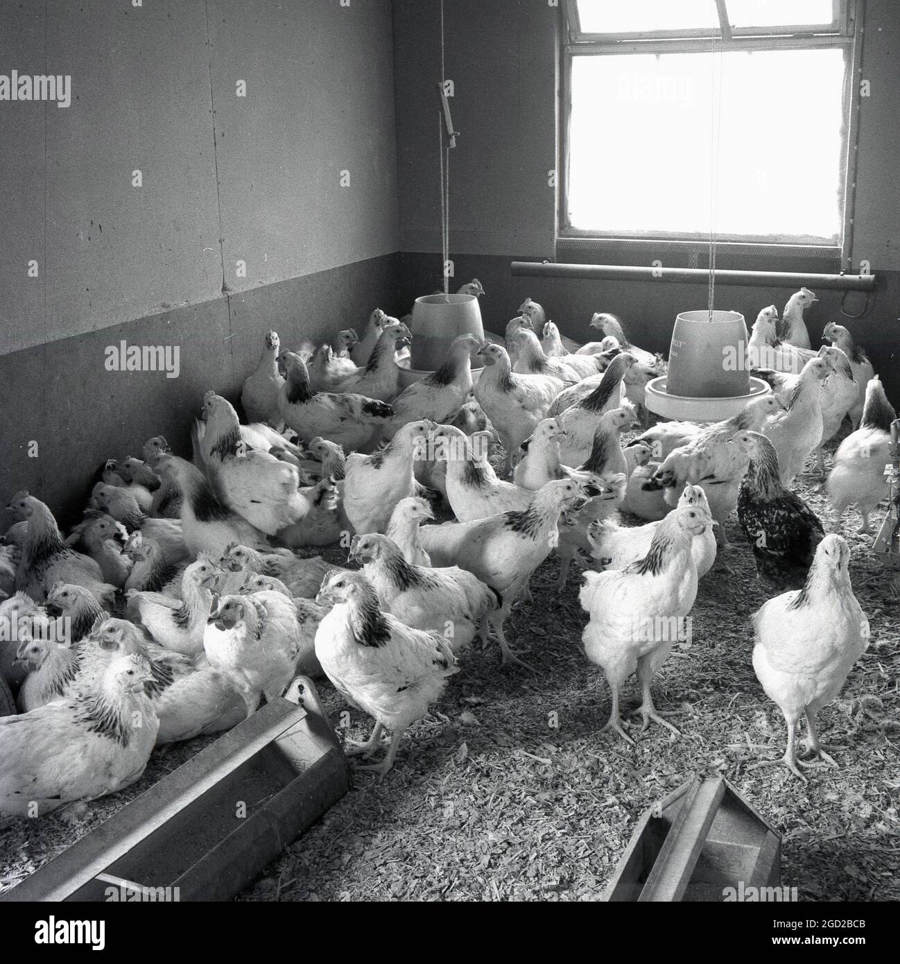 1950s, historical, hens feeding inside a poultry shed with window ...