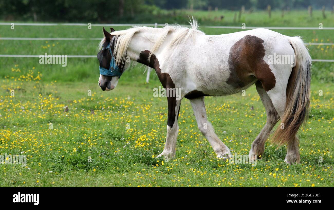Falabella horse in a fenced field Stock Photo - Alamy