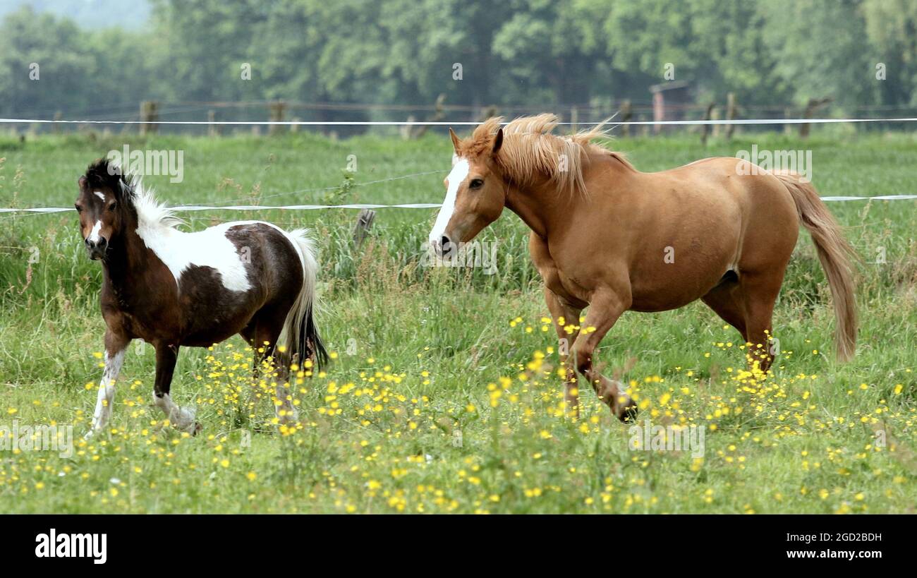 Horses running in a fenced field Stock Photo - Alamy