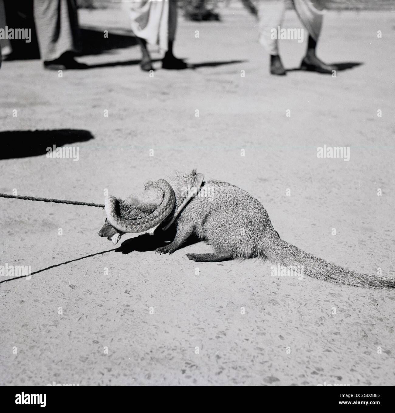 Venomous snakes of india hi-res stock photography and images - Alamy