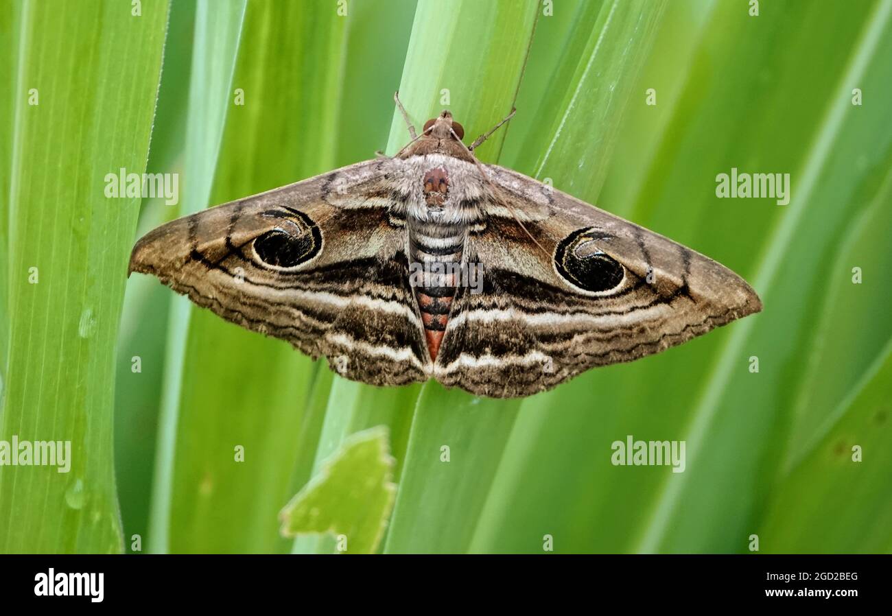 Indian Owlet Moth High Resolution Stock Photography and Images - Alamy