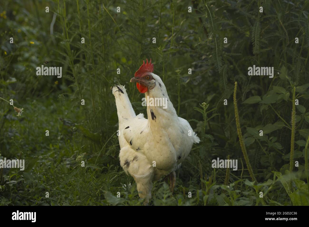 Closeup of a white chicken grazing outdoors Stock Photo - Alamy