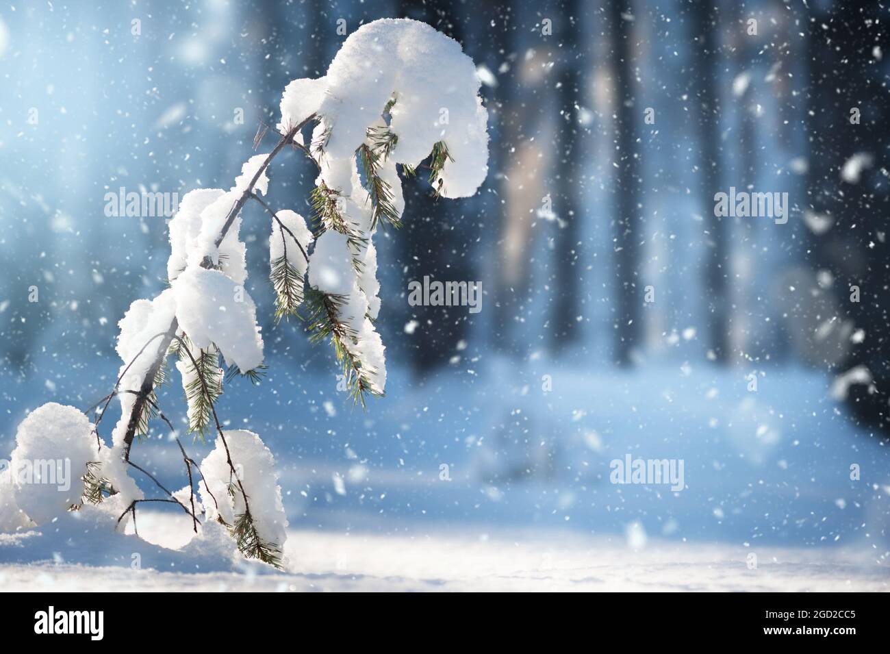 Snowfall woods hi-res stock photography and images - Alamy
