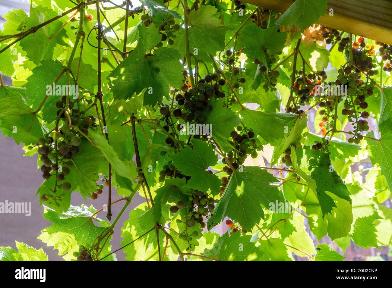 Grape arbor hi-res stock photography and images - Alamy