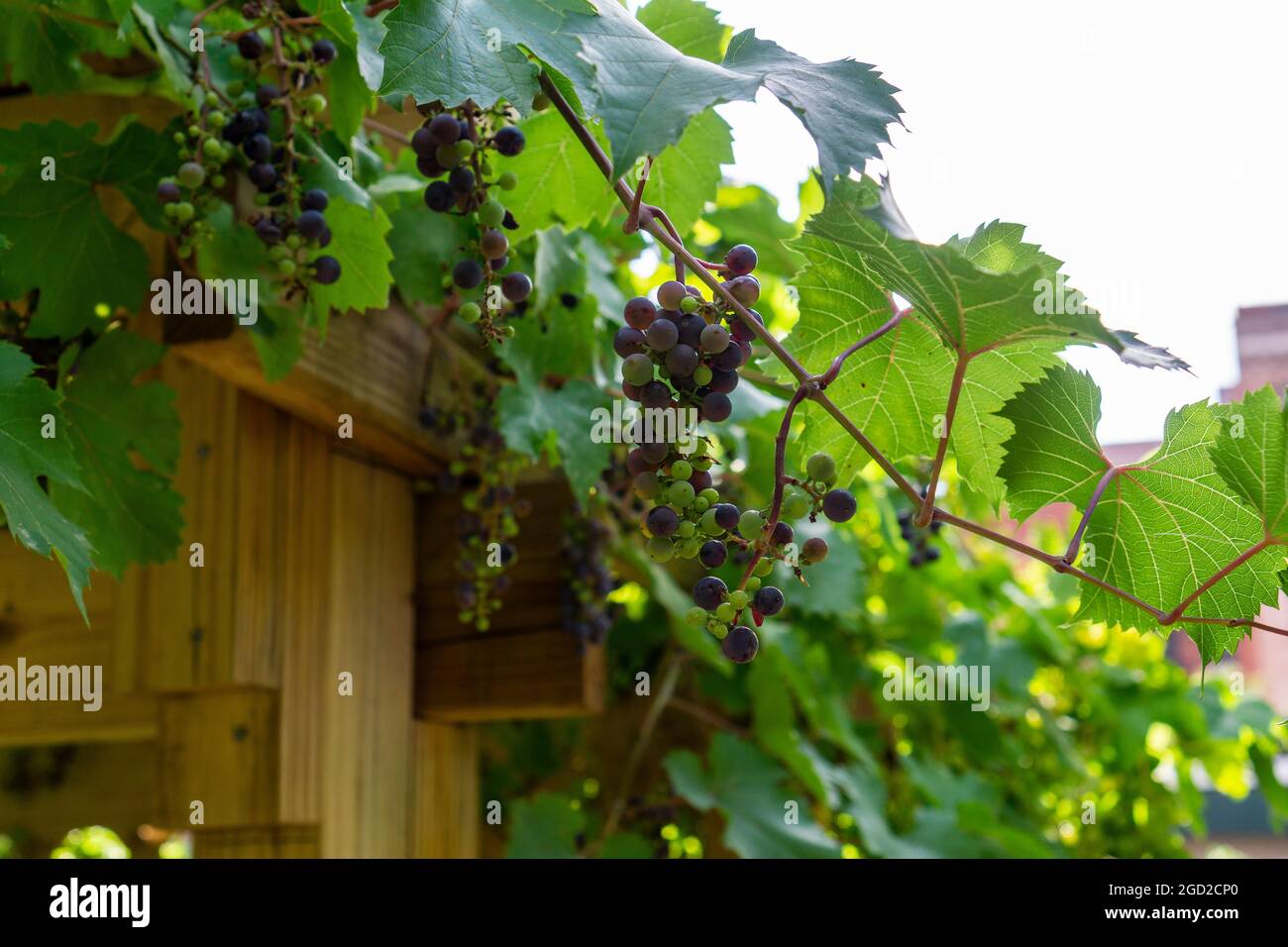 Grapes on a grape arbor in a community garden in New York on Thursday ...