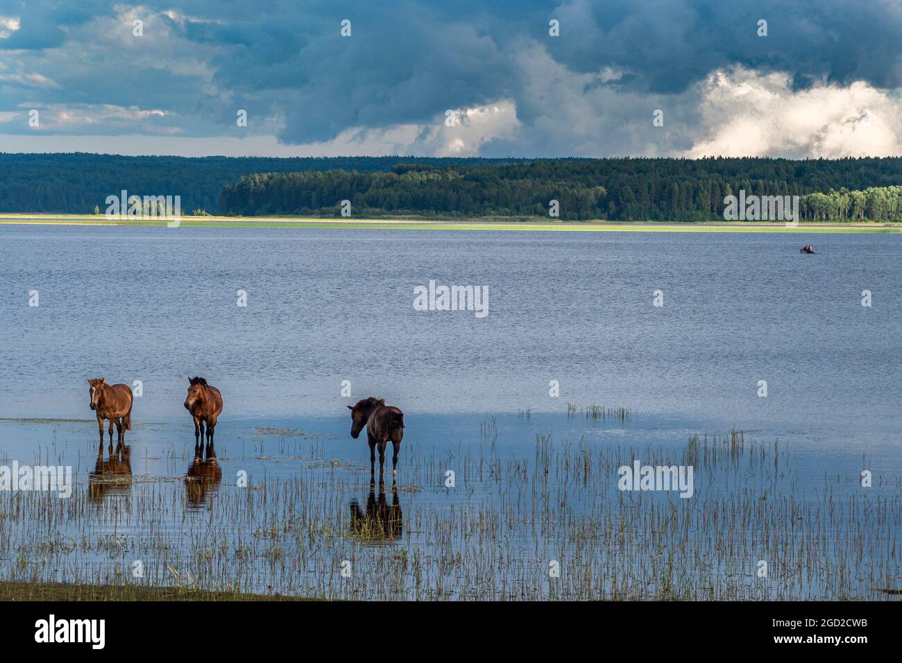 Russia, Arkhangelsk region. Kenozersky National Park. Horses stand in ...