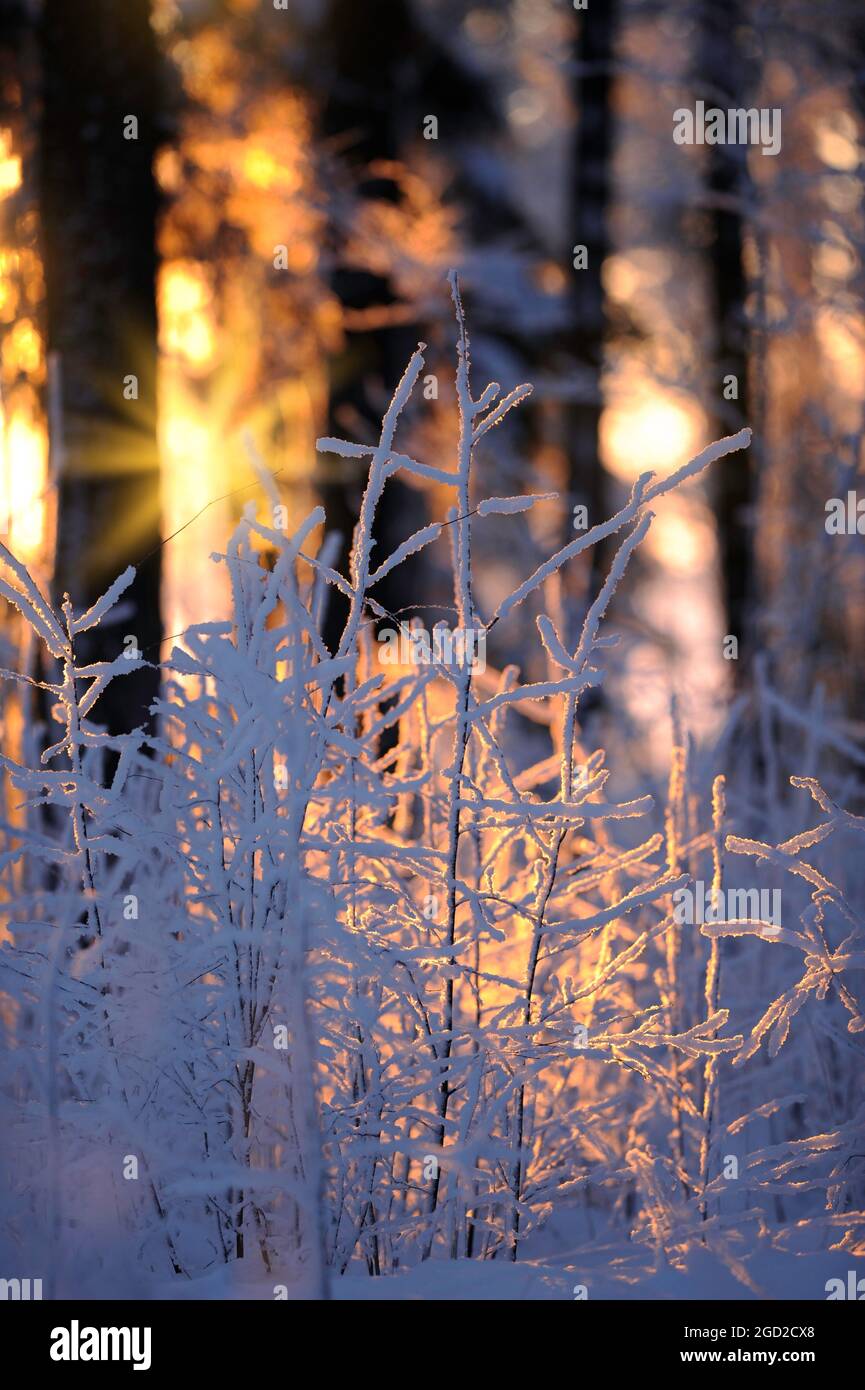 Sun glowing through snow hi-res stock photography and images - Alamy