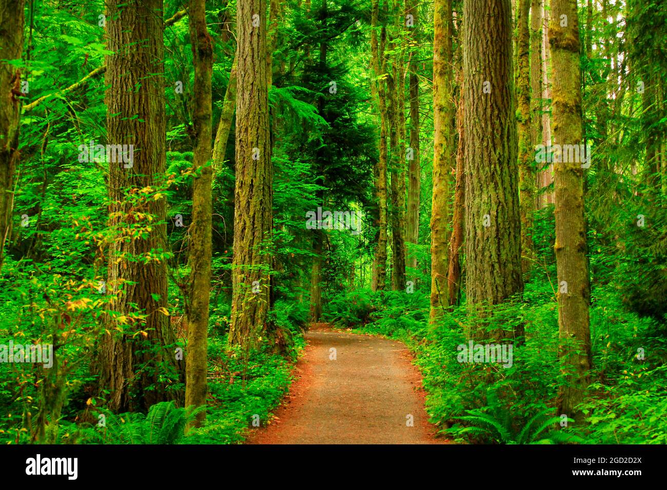 a exterior picture of an Pacific Northwest forest trail Stock Photo - Alamy