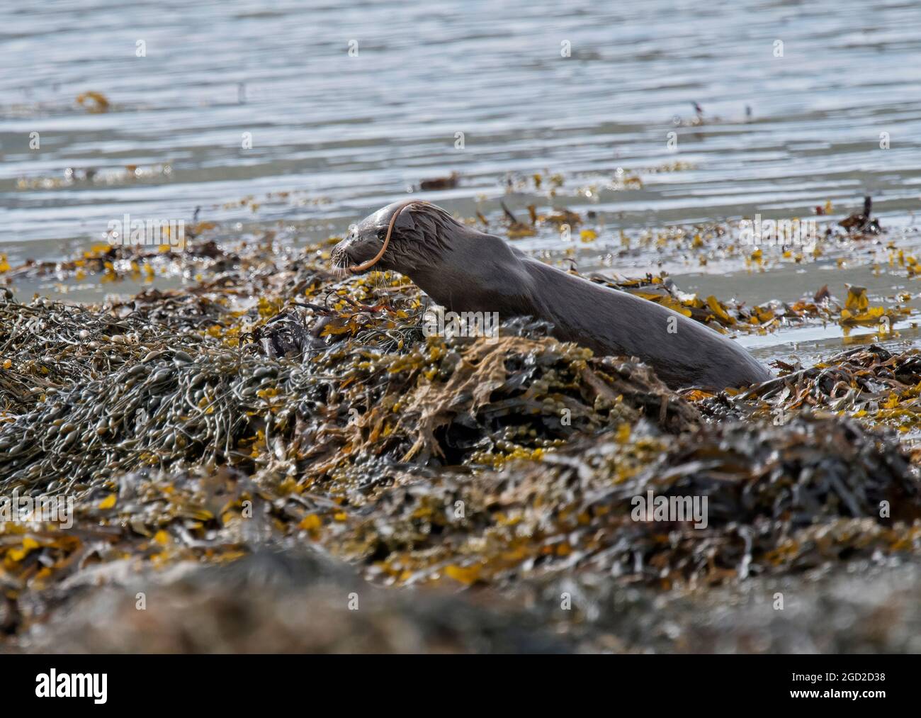 Eurasian Otter, Lutra lutra, at the side of a Scottish Loch. Isle of ...