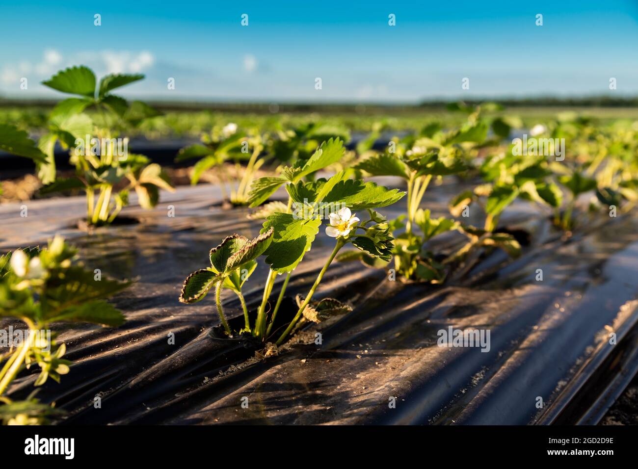 Agriculture landscape. Strawberry field close-up against the blue sky ...