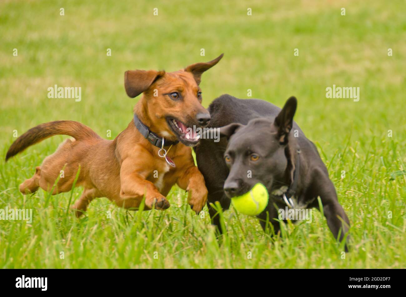 a cheerful black and an adorable brown puppy are running and playing ...