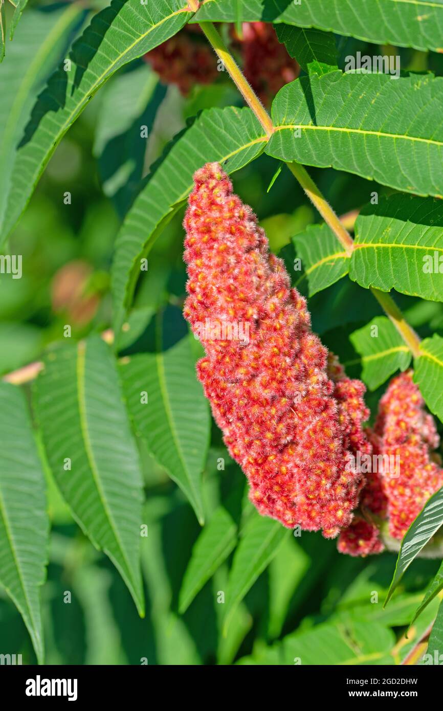 Blossom from the vinegar tree, Rhus typhina L Stock Photo - Alamy