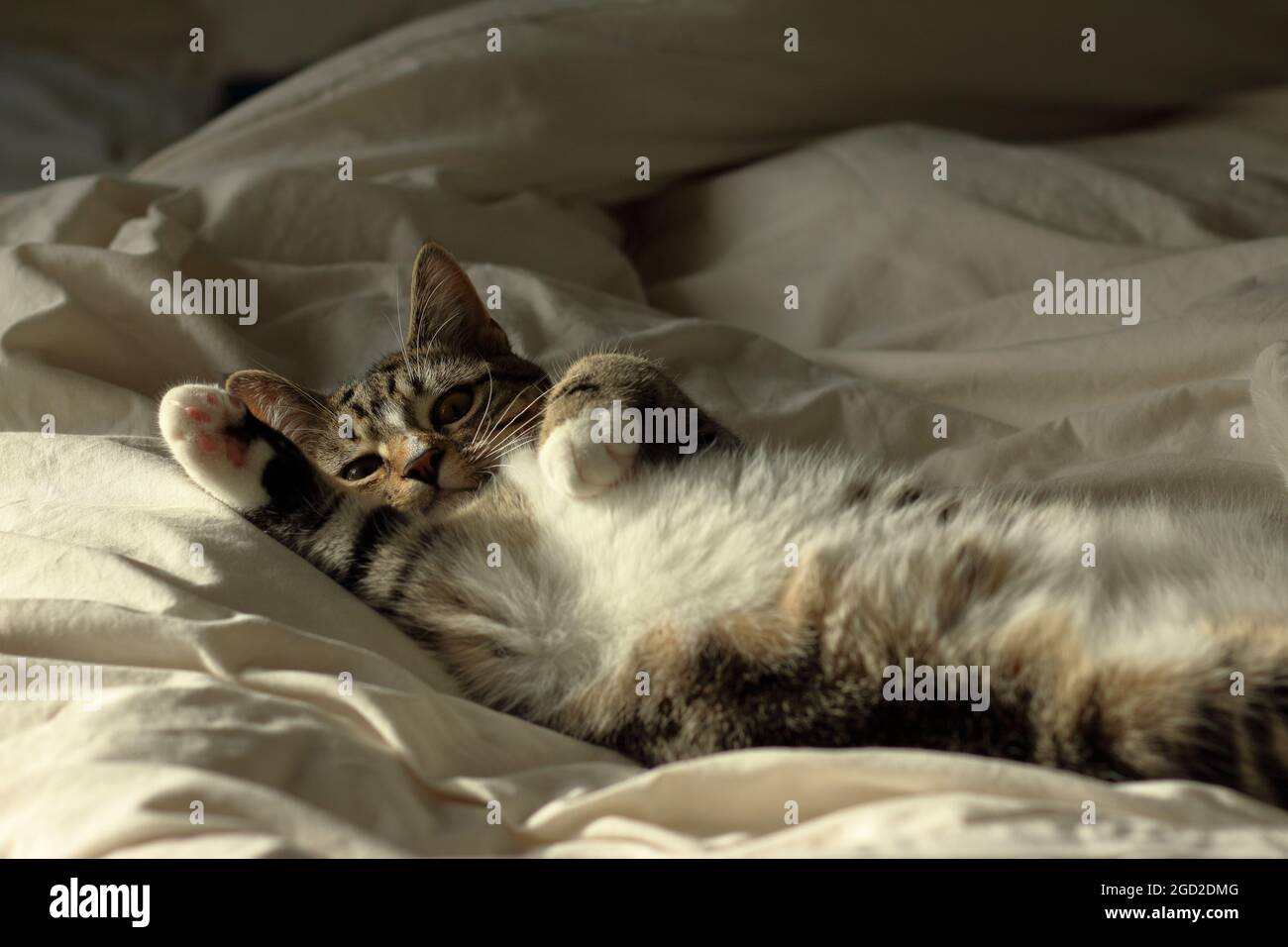 Cute cat relaxing on bed in natural daylight Stock Photo - Alamy