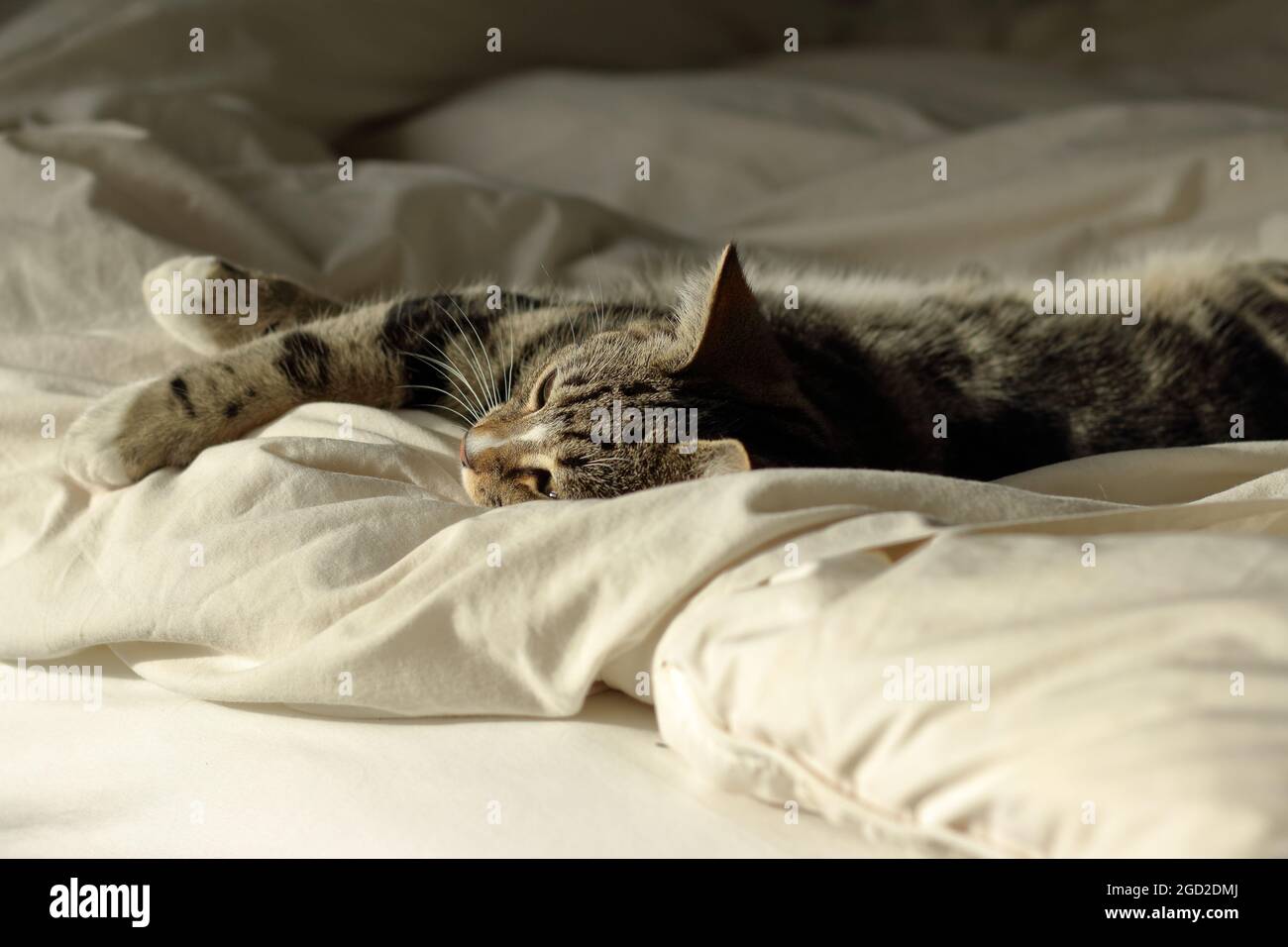 Cute cat relaxing on bed in natural daylight Stock Photo - Alamy