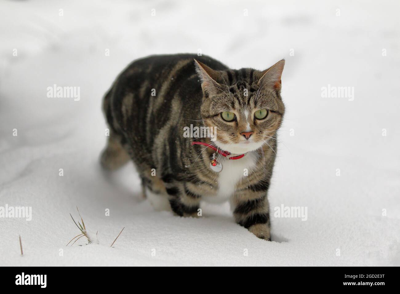 Cute cat snow hi-res stock photography and images - Alamy